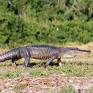American Alligator Fact Sheet | racinezoo.org