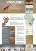 Masai Giraffe Fact Sheet | racinezoo.org
