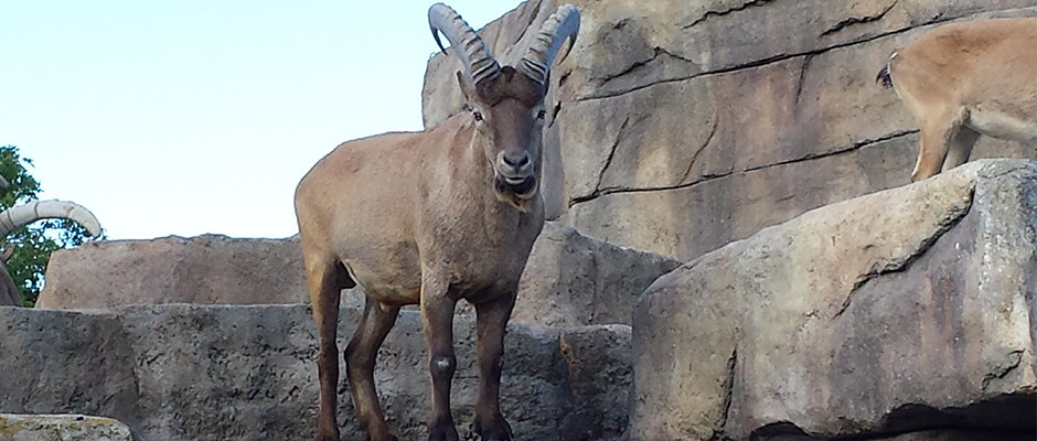Welcome to the Racine Zoo | racinezoo.org