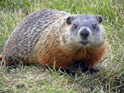 Woodchuck | racinezoo.org