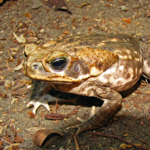Marine Toad Fact Sheet | racinezoo.org